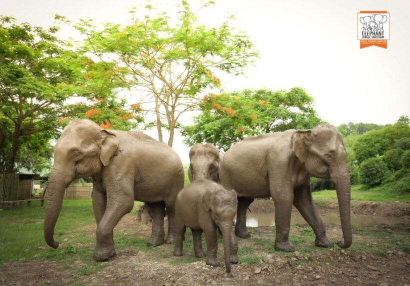 Chiang Mai: Elephant Jungle Sanctuary with Lunch & Transfer - Who Will Love This Tour?