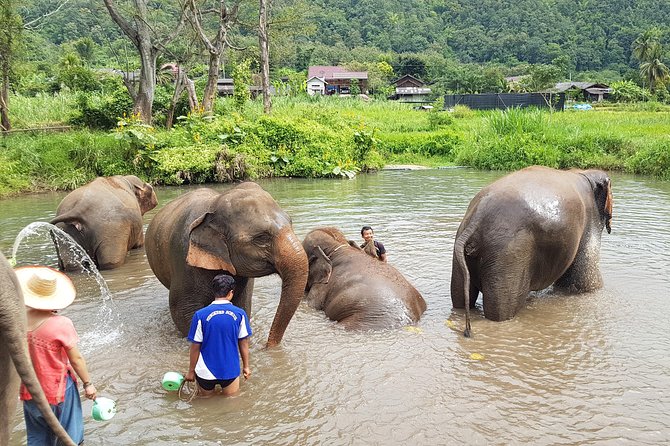 Chiang Mai Elephant Sanctuary and Temples Tour in Spanish - Why This Tour Offers Great Value
