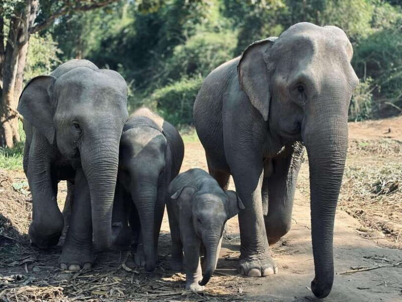 Chiang Mai: Elephant Sanctuary Feeding Program Half-Day Tour - The Itinerary and Experience Details