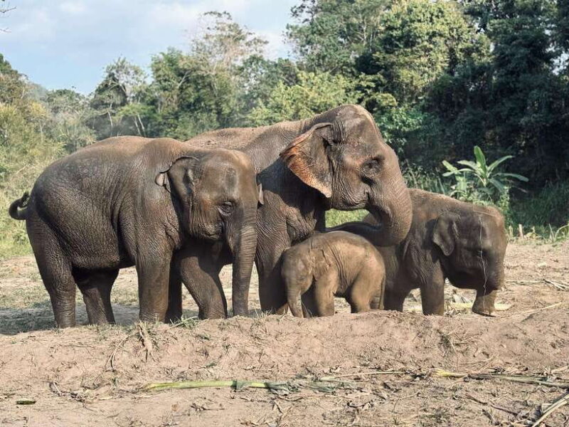 Chiang Mai: Elephant Sanctuary Feeding Program Half-Day Tour - The Value Proposition