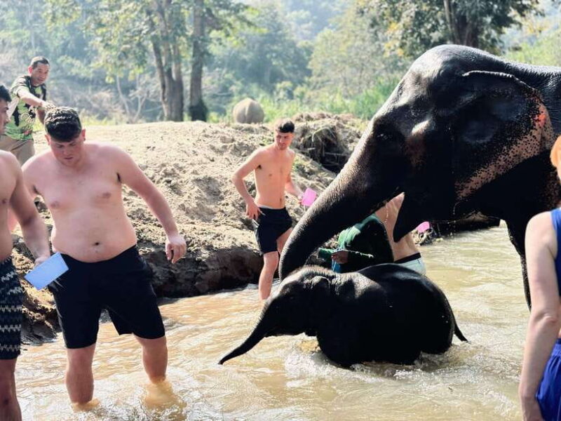Chiang Mai: Elephant Sanctuary Feeding Program Half-Day Tour - Reviews from Visitors: Authentic Voices