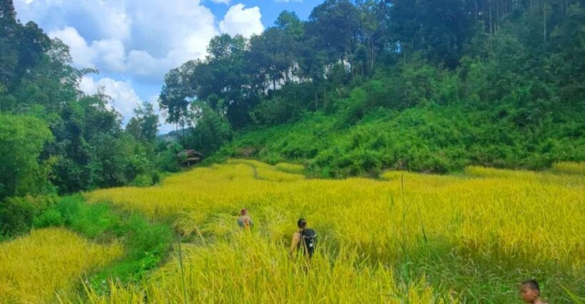 Chiang Mai: Elephant Sanctuary & Jungle Trek w/ Waterfall - Visiting the Elephant Sanctuary: Respectful and Educational