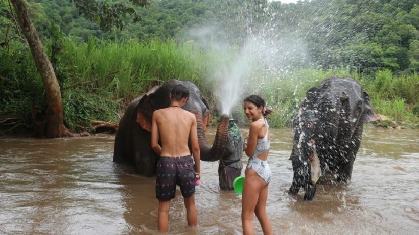Chiang Mai: Elephant Sanctuary & Jungle Trek w/ Waterfall - Practical Tips for Travelers