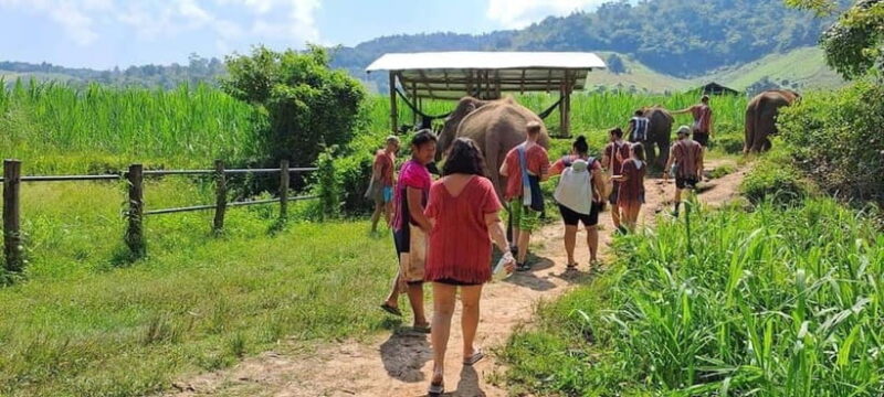 Chiang Mai: Elephant Sanctuary Local Hill Tribe Caretakers - Who Will Love This Tour?
