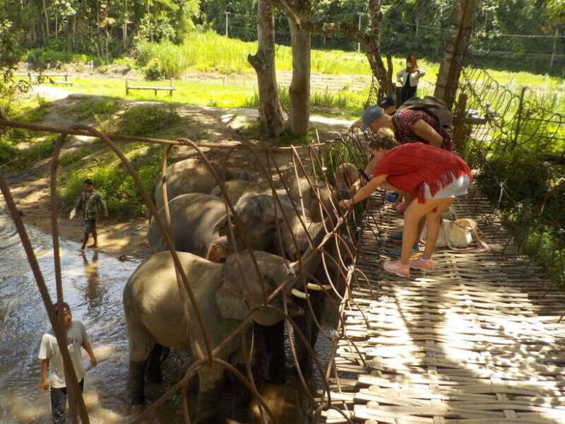 Chiang Mai: Elephant Sanctuary Local Hill Tribe Caretakers - FAQ