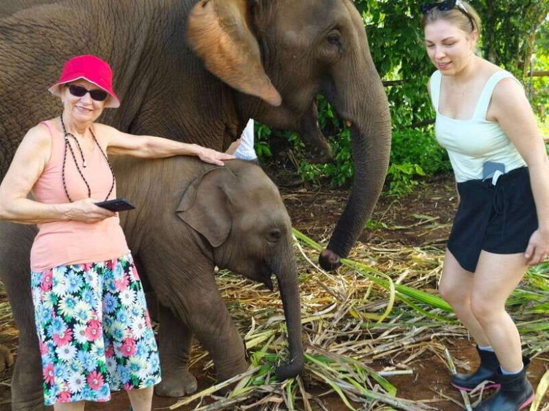 Chiang Mai: Elephant Sanctuary, Monk Trail & Doi Suthep Tour - Experience Overview
