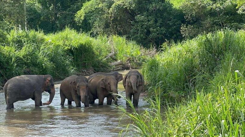 Chiang Mai: Elephant Sanctuary, Monk Trail & Doi Suthep Tour - What Makes This Tour Stand Out?