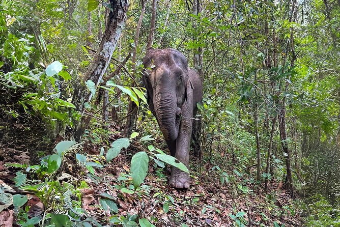 Chiang Mai: Elephant Sanctuary Observation, Doi Inthanon & Hiking - Discovering the Best of Chiang Mai: Elephant Sanctuary, Doi Inthanon & Hiking