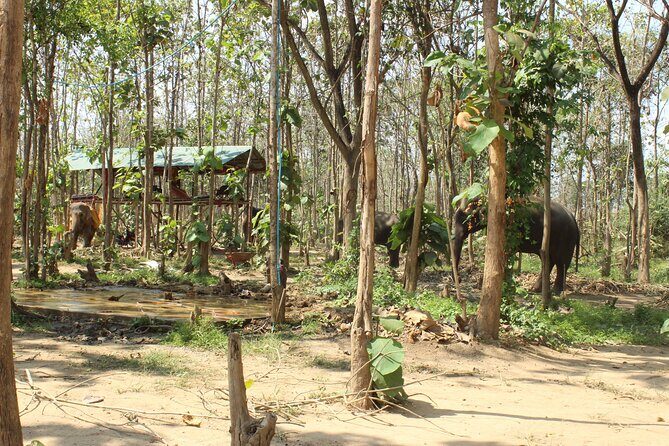 Chiang Mai Elephant Sanctuary Small Group Ethical Tour - Authentic Experiences and Traveler Feedback