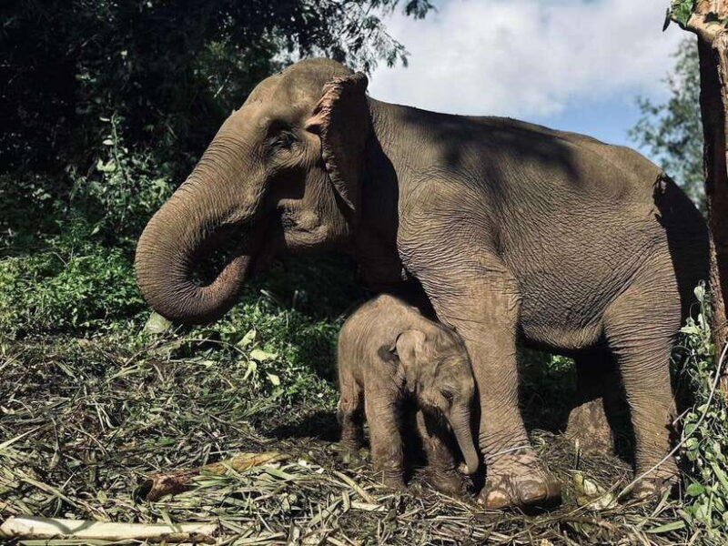 Chiang Mai: Elephant Sanctuary, Waterfall & Bamboo Rafting - Key Points