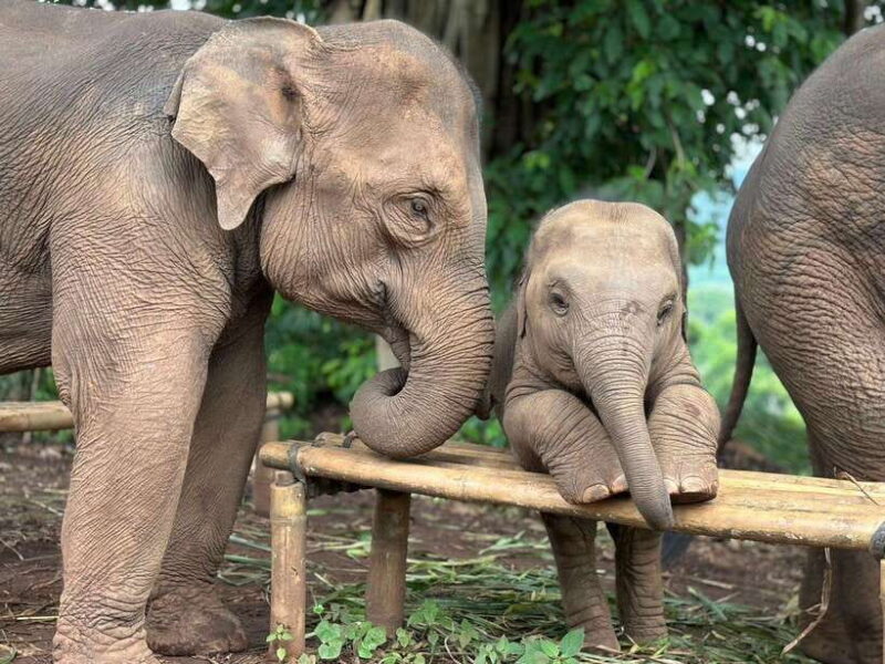 Chiang Mai: Elephant Sanctuary, Waterfall & Bamboo Rafting - What’s Included and What to Expect