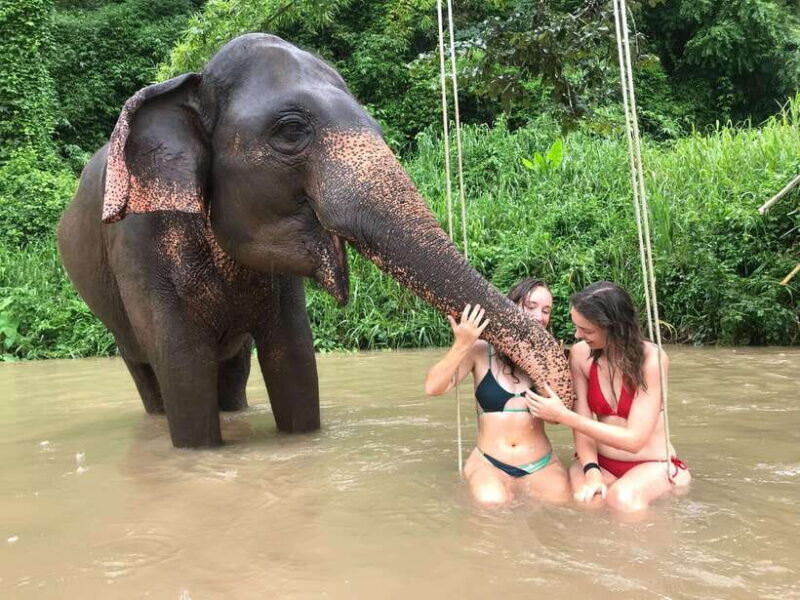 Chiang Mai: Elephant Sanctuary & Waterfall Group Tour - Potential Considerations