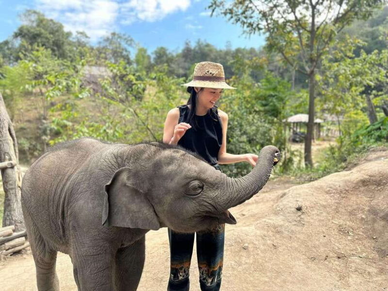 Chiang Mai: Elephant Sanctuary & Waterfall Group Tour - FAQ