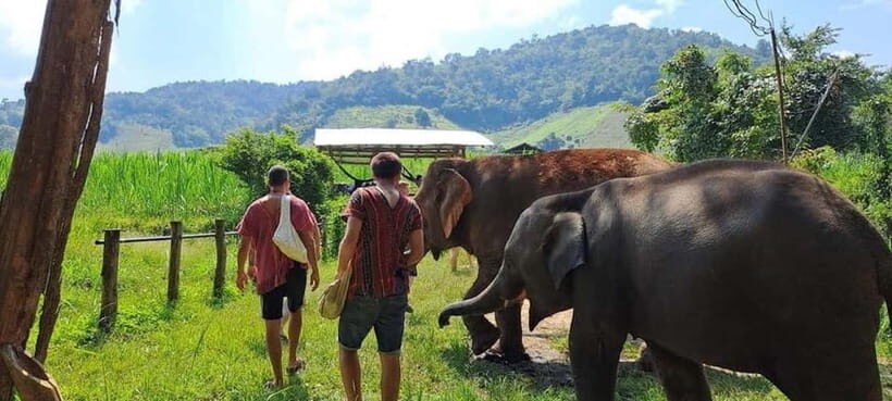 Chiang Mai Elephant Village Life: Long Neck & Bamboo Rafting - Key Points