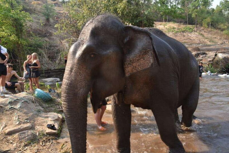 Chiang Mai Elephant Village Sanctuary Visit with Waterfall! - Who Will Love This Tour?
