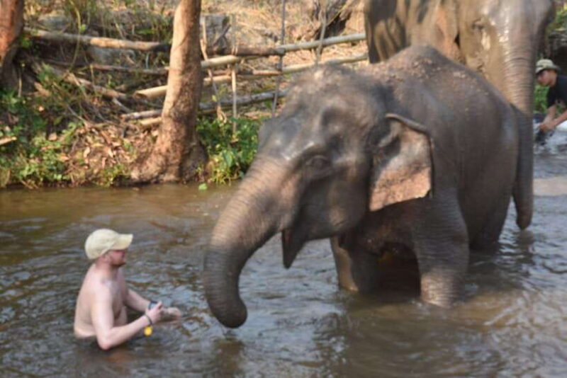 Chiang Mai Elephant Village Sanctuary Visit with Waterfall! - Final Thoughts