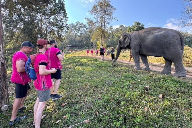 Chiang Mai Elephant Watch and Wang River Rafting - An In-Depth Look at the Chiang Mai Elephant Watch and Wang River Rafting Tour