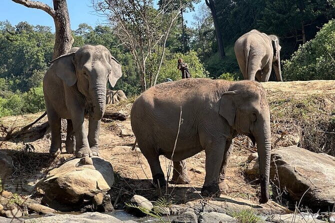 Chiang Mai Elephant Watch and Wang River Rafting - Who Will Love This Tour?