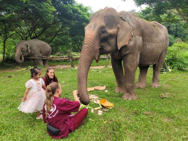 Chiang Mai: Elephants, Sticky Waterfalls, Market and Temple - What Makes This Tour Special?