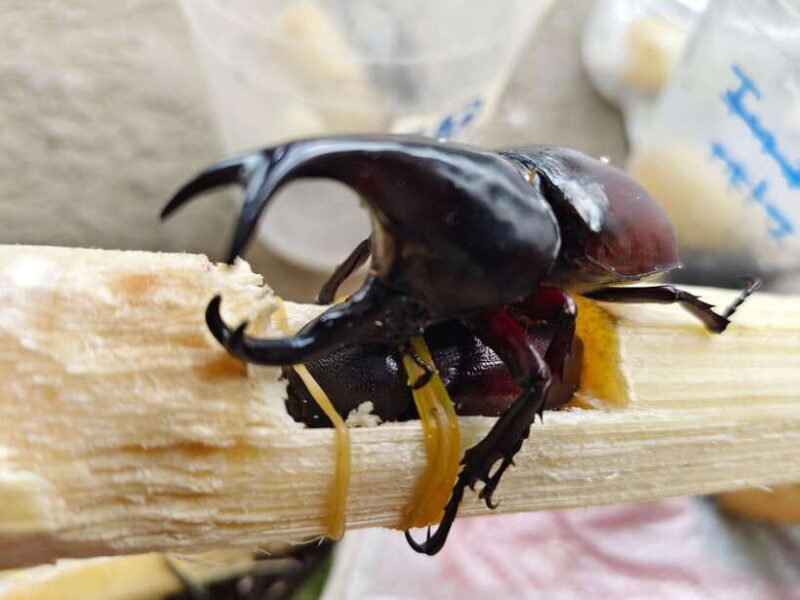 Chiang Mai: Elephants, Sticky Waterfalls, Market and Temple - The Sum Up