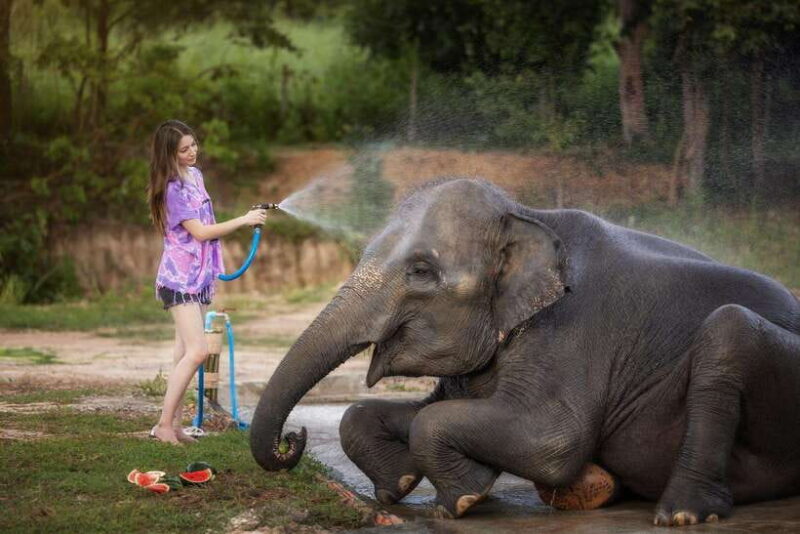 Chiang Mai: Ethical Elephant Feeding & Shower Program - Key Points