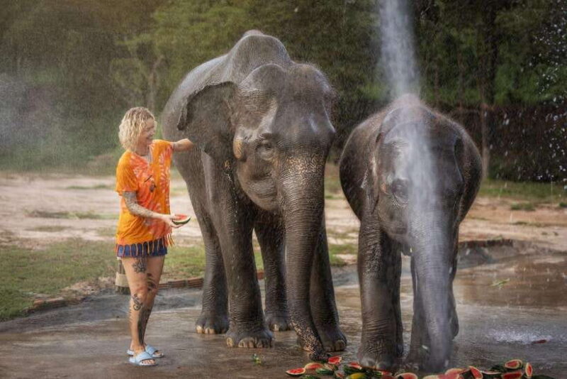 Chiang Mai: Ethical Elephant Feeding & Shower Program - What to Expect: A Step-by-Step Breakdown