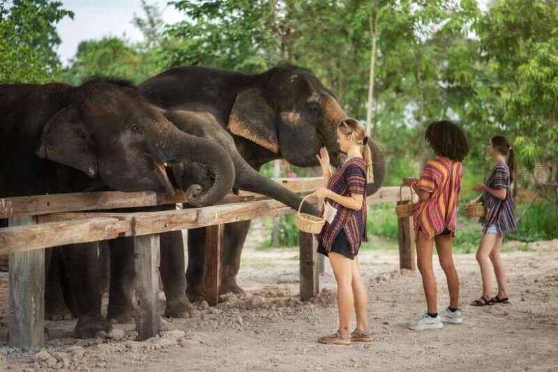 Chiang Mai: Ethical Elephant Feeding & Shower Program - Why This Tour Gets It Right