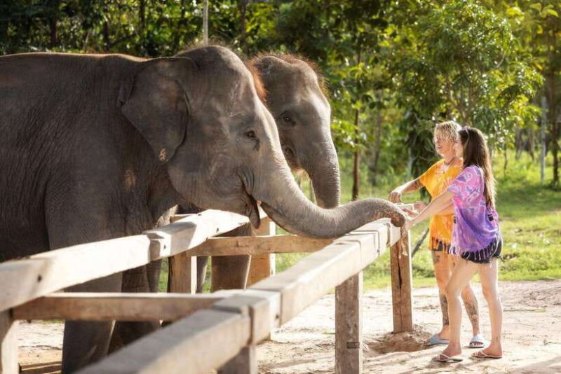 Chiang Mai: Ethical Elephant Feeding & Shower Program - Who Should Consider This Experience?