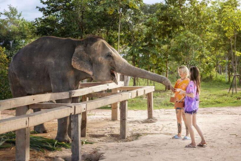 Chiang Mai: Ethical Elephant Feeding & Shower Program - Summary