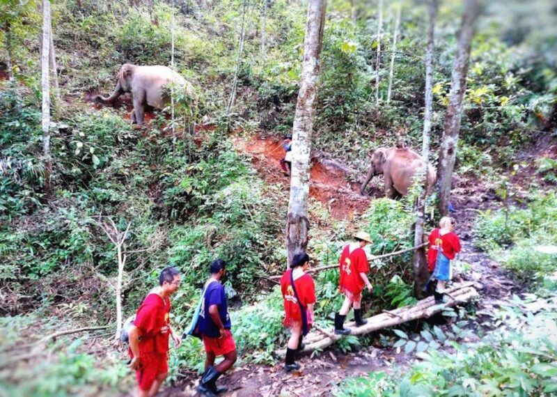 Chiang Mai : Ethical Elephant Sanctuary and ATV Adventure - FAQs