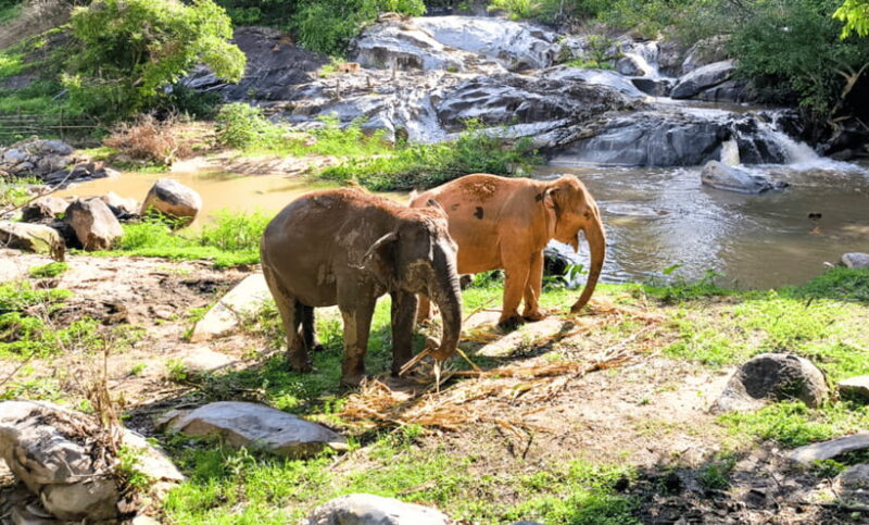 Chiang Mai: Ethical Half Day Elephant Sanctuary & Waterfall - Key Points