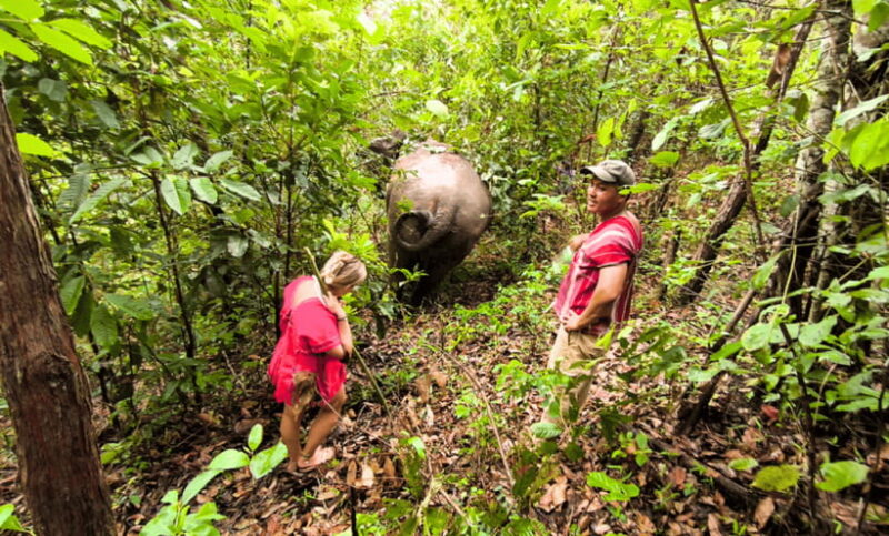 Chiang Mai: Ethical Half Day Elephant Sanctuary & Waterfall - Conclusions: Who Will Love This Tour?