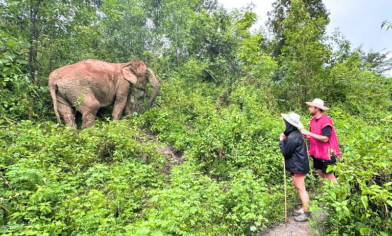 Chiang Mai: Ethical Half Day Elephant Sanctuary & Waterfall - FAQ - Practical Questions Answered