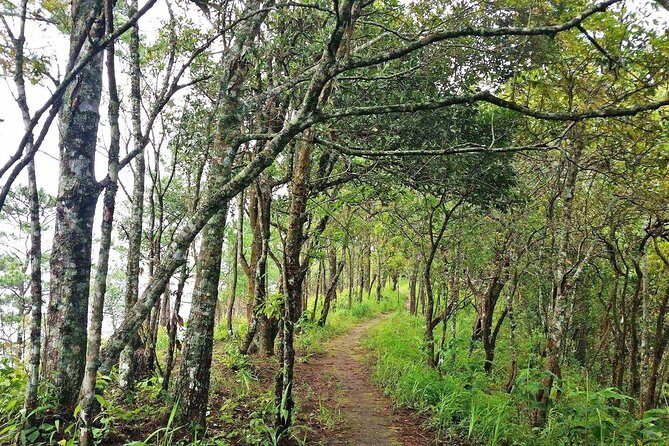 Chiang Mai - Exclusive Trek to Doi Suthep - A Deeper Look at the Experience