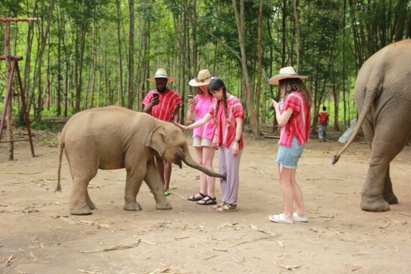 Chiang Mai: Full-Day Kerchor Elephant Eco Park Tour & Trek - What to Expect on the Tour