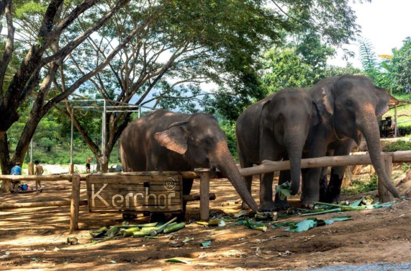 Chiang Mai: Full-Day Kerchor Elephant Eco Park Tour & Trek - Final Thoughts: Who Will Enjoy This Tour?