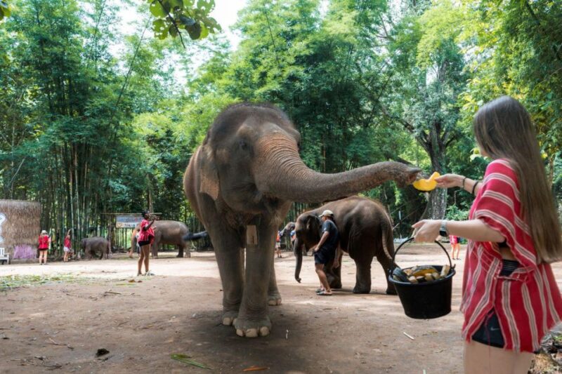 Chiang Mai: Full-Day Kerchor Elephant Eco Park Tour & Trek - FAQs