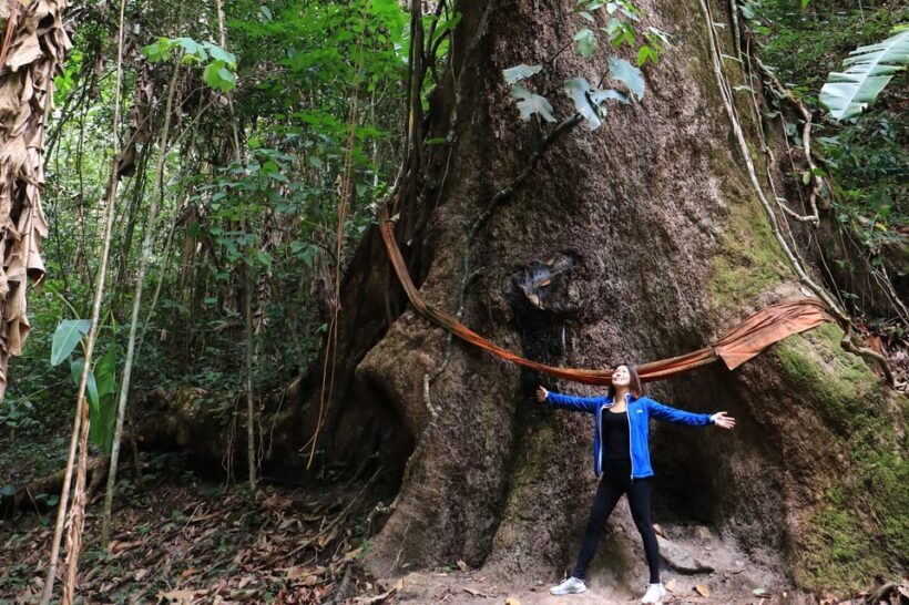 Chiang Mai: Gibbons, Trekking & Mae Kampong Small Group Tour - Authenticity and Ethical Focus