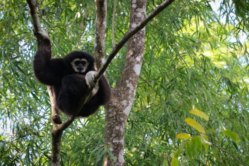 Chiang Mai: Gibbons, Trekking & Mae Kampong Small Group Tour - The Sum Up