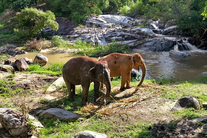 Chiang Mai Half Day Elephant Sanctuary Observation and Waterfall - Introduction