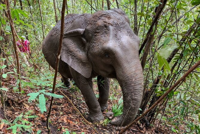 Chiang Mai Half Day Elephant Sanctuary Observation and Waterfall - Authentic Insights from Visitors