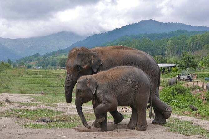 Chiang Mai Half Day Elephant Sanctuary Observation and Waterfall - Transportation, Duration, and Group Size