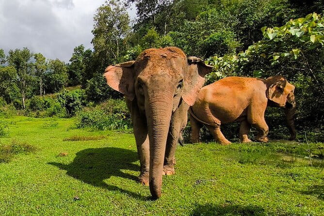 Chiang Mai Half Day Elephant Sanctuary Observation and Waterfall - Final Thoughts: Is This Tour Right for You?