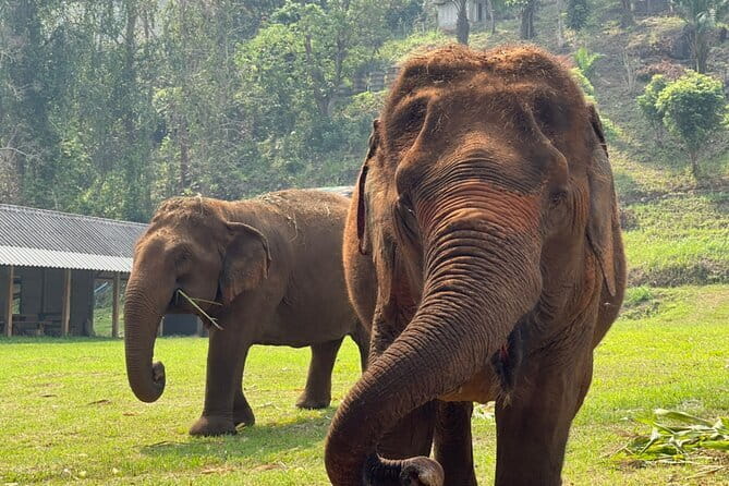 Chiang Mai Half Day Elephant Sanctuary Observation and Waterfall - FAQs