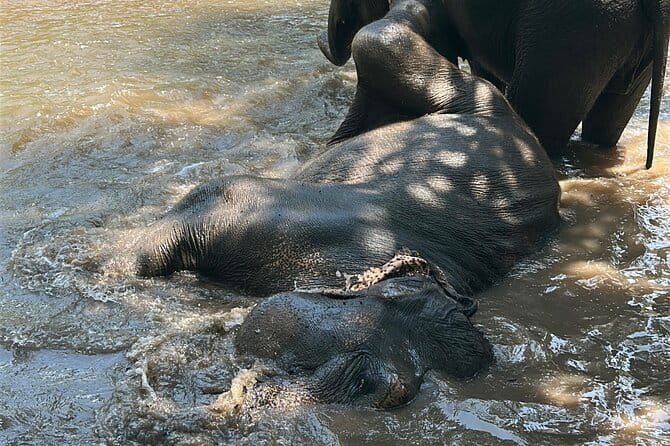 Chiang Mai Half Day Tour: Doi Inthanon Elephant Sanctuary - FAQ