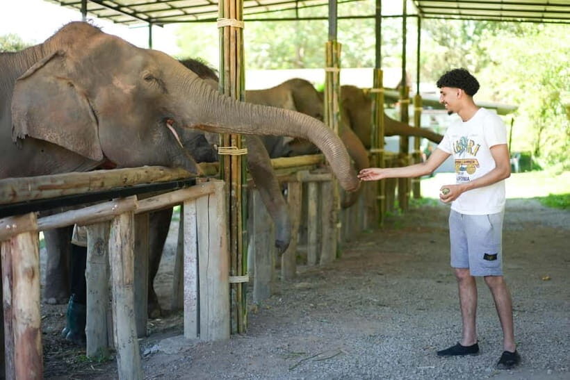 Chiang Mai: Jungle Jumbo Elephant Sanctuary with Waterfall - Introduction
