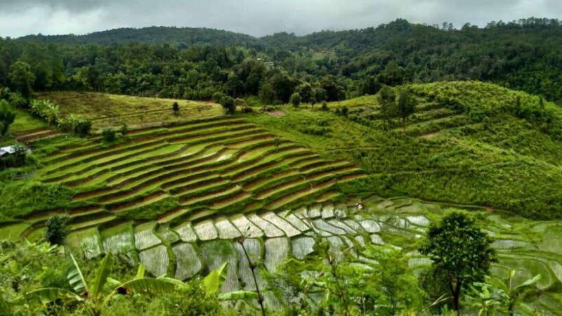 Chiang Mai: Jungle Trek, Elephants care & Bamboo Rafting - Analyzing the Value and Practicalities