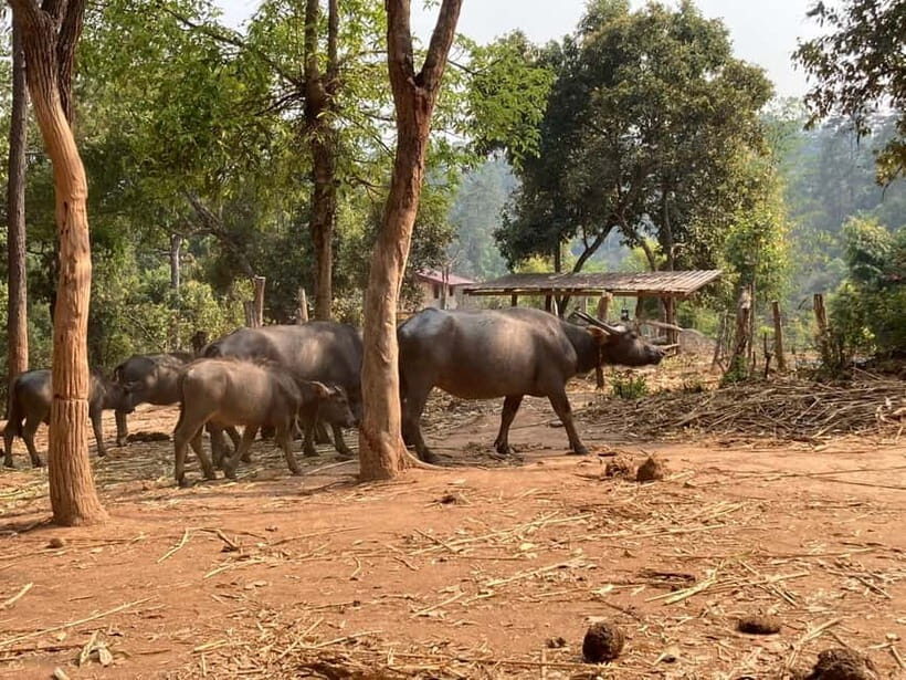 Chiang Mai: Karen Culture, Coffee & Nature Experience - The Cultural Encounter: Meet the Karen People
