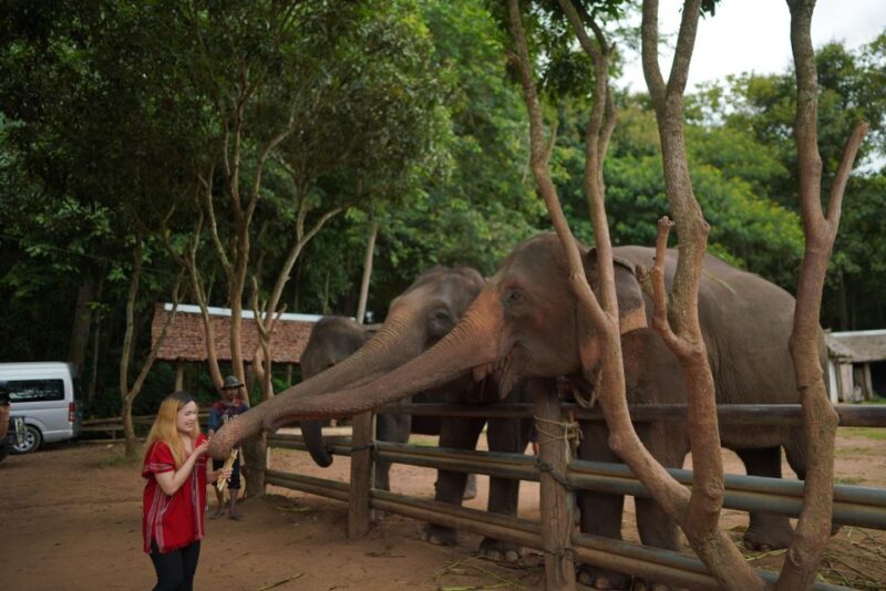 Chiang Mai: National Elephant Care, Rafting, & Ziplines Trip - Practical Details: Timing, Cost, and Group Size