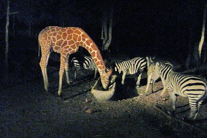 Chiang Mai Night Safari Tour including Transfer (Minimum 2 pax) - Who Will Love This Tour?